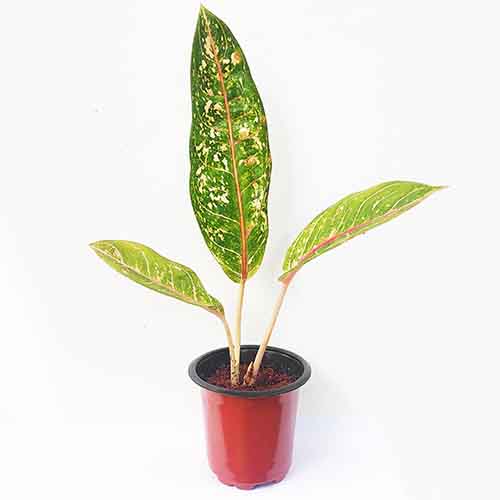 Aglaonema Harlequin (Single plant) - Buy Aquarium Plants and Aquarium ...