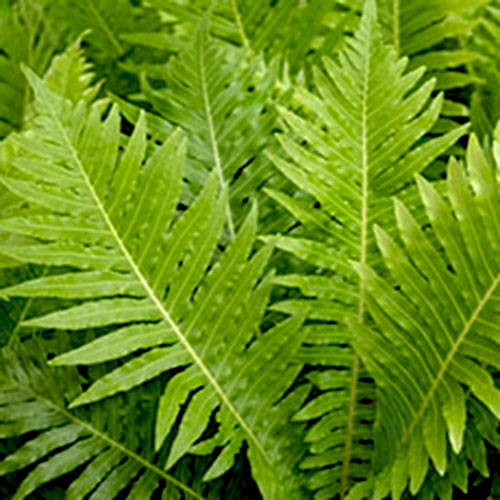 Brazilian Tree fern/ Silver lady fern - Buy Aquarium Plants and ...