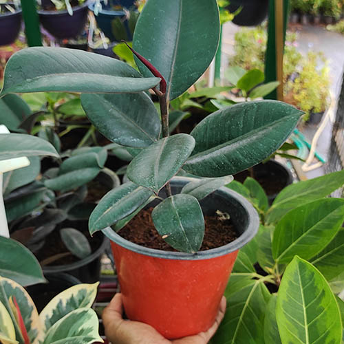 Ficus Elastica (Small single plant) - Buy Aquarium Plants and Aquarium ...