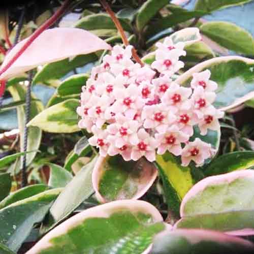 Hoya carnosa (Krimson Queen) - Buy Aquarium Plants and Aquarium Fishes ...