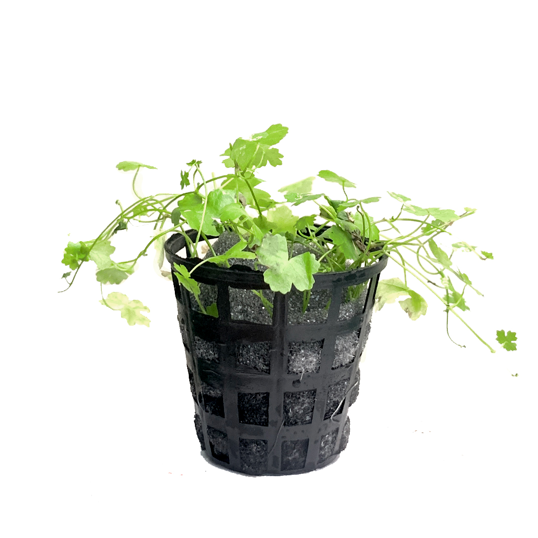 Hydrocotyle tripartita 'Mini' [Tc] - Buy Aquarium Plants and Aquarium ...