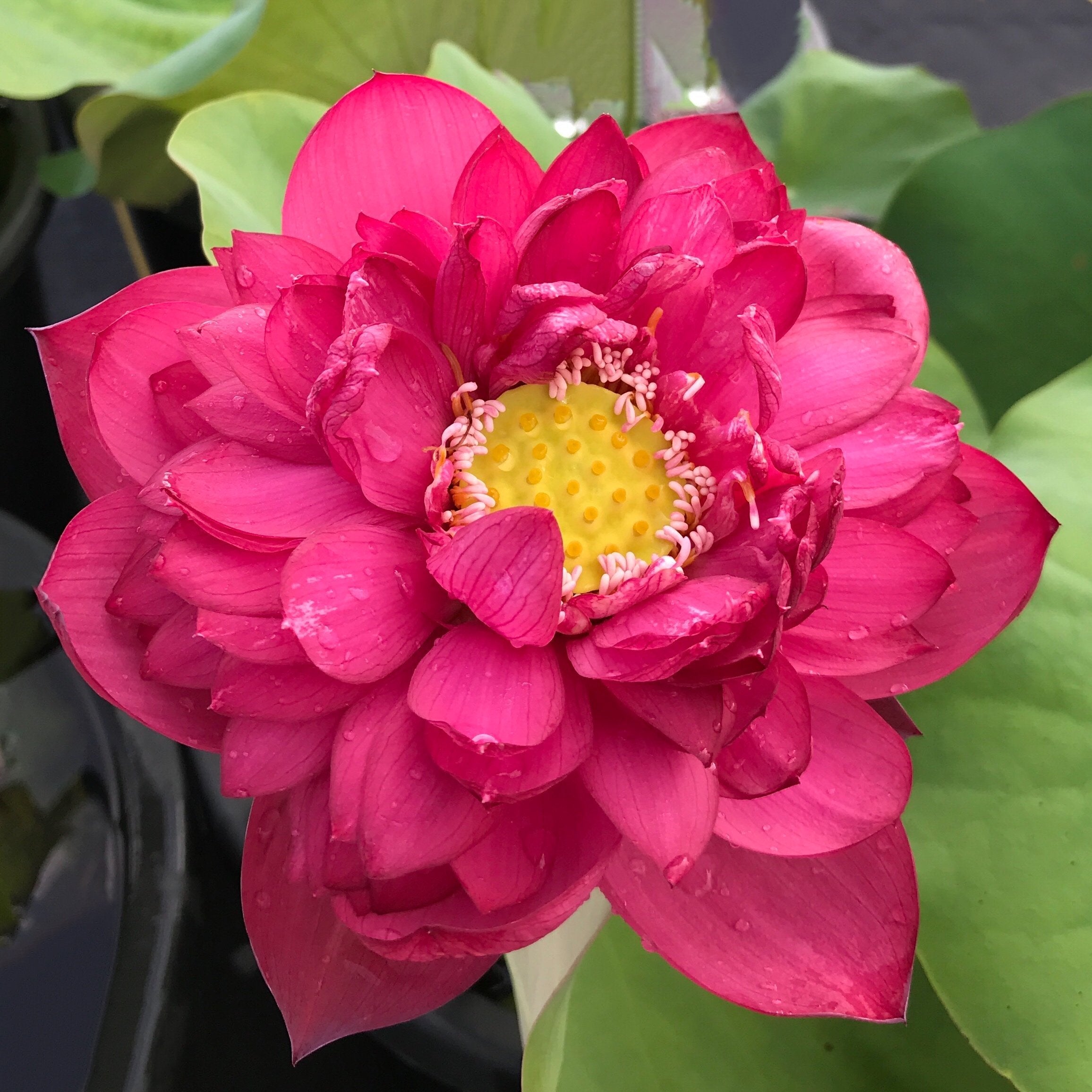 Exotic lotus Tuber combo (Nelumbo Nucifera Red Cammander, Nelumbo ...