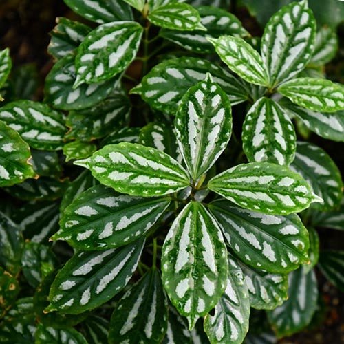 Pilea anthurium plant/ Pilea Cadierei variegata/ Watermelon Pilea - Buy ...