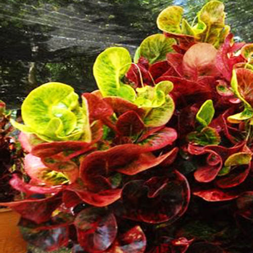 Thai round leaf Croton (Single plant) - Buy Aquarium Plants and ...
