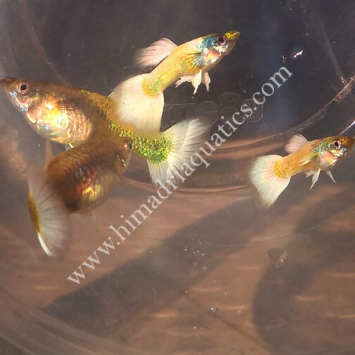 Santa clause (White ear) guppy pair - Buy Aquarium Plants and Aquarium ...