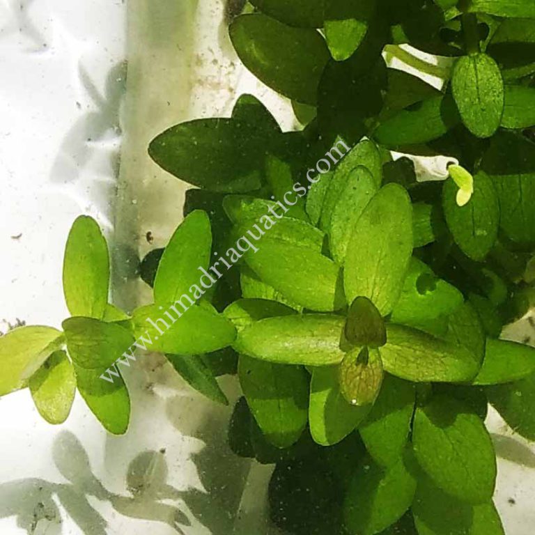 Bacopa caroliniana (3 stems) - Buy Aquarium Plants and Aquarium Fishes ...