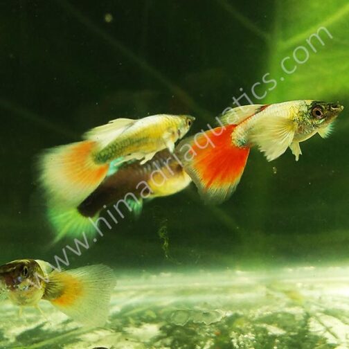 Santa clause (White ear) guppy pair - Buy Aquarium Plants and Aquarium ...