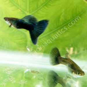 HB blue guppy pair - Buy Aquarium Plants and Aquarium Fishes Online