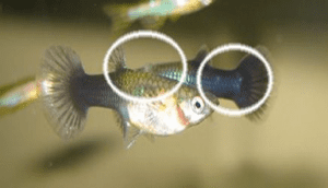 13 Most Common Guppy Diseases, Parasites, and Treatments [2021] - Buy ...