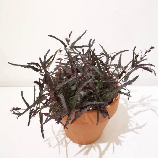 Hemigraphis Rependa Dragon's Tongue (single plant) - Buy Aquarium ...