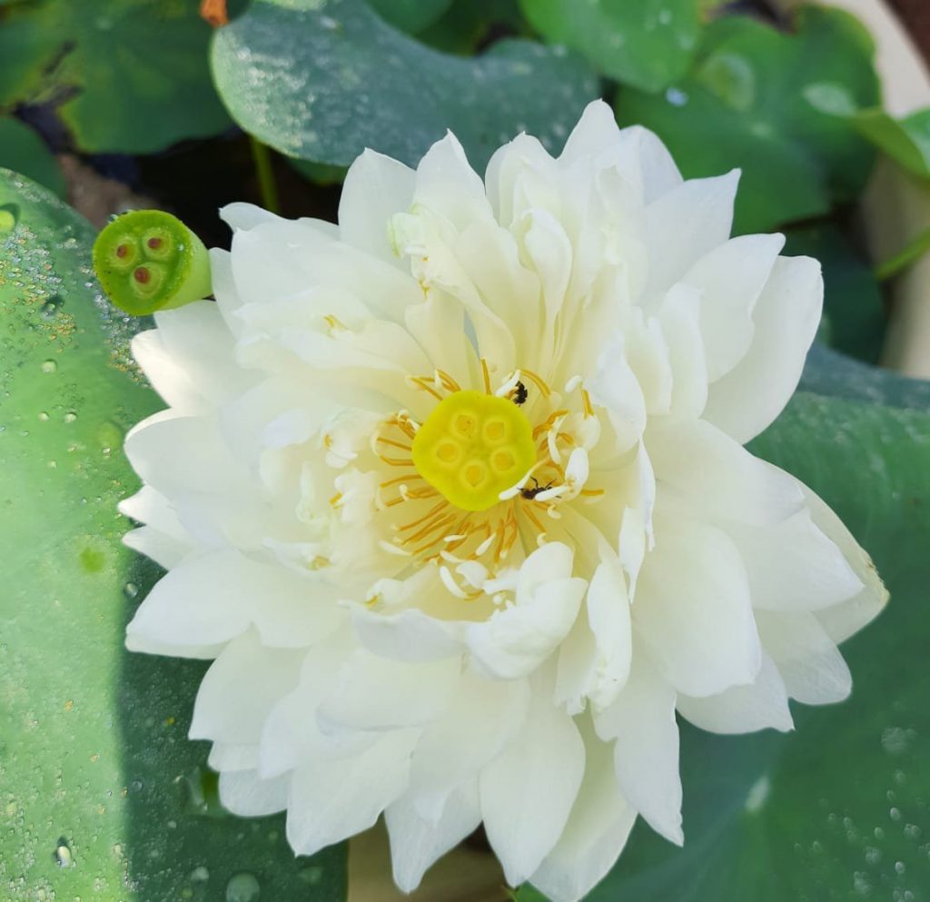 Lotus Tubers Beginners Combo (3 Tubers) - Buy Aquarium Plants and ...