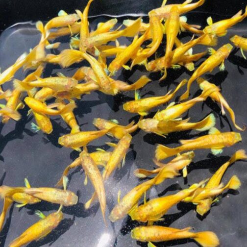 Full Gold Guppy Pair - Buy Aquarium Plants and Aquarium Fishes Online