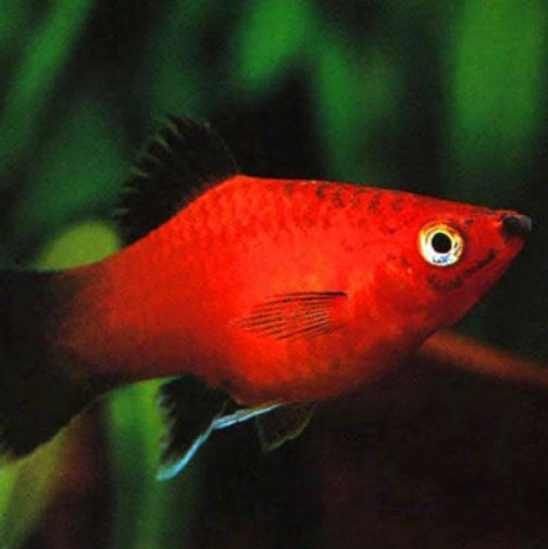 platy Archives - Buy Aquarium Plants and Aquarium Fishes Online
