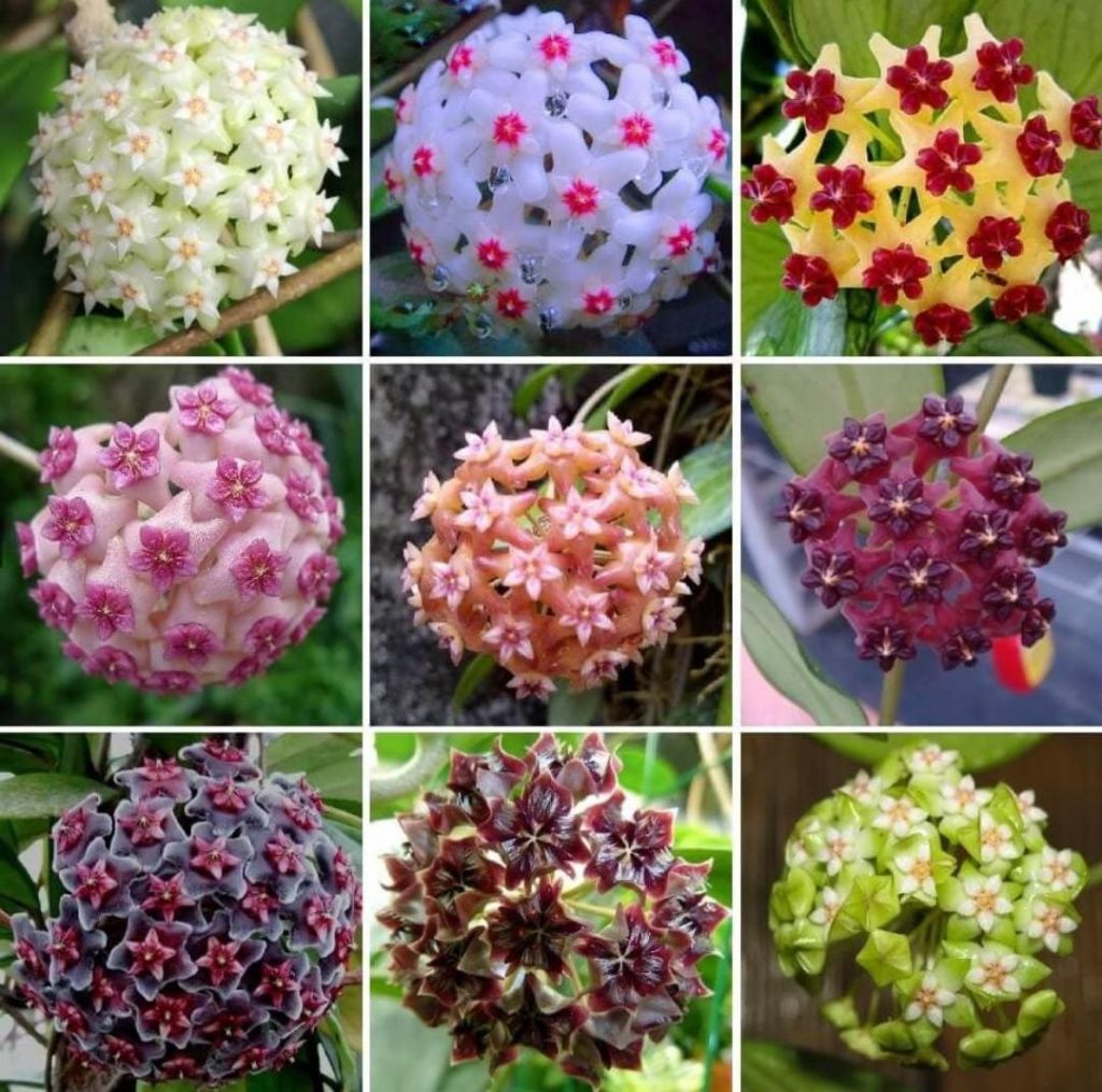 Hoya Combo (Five Different Varieties) - Buy Aquarium Plants and ...