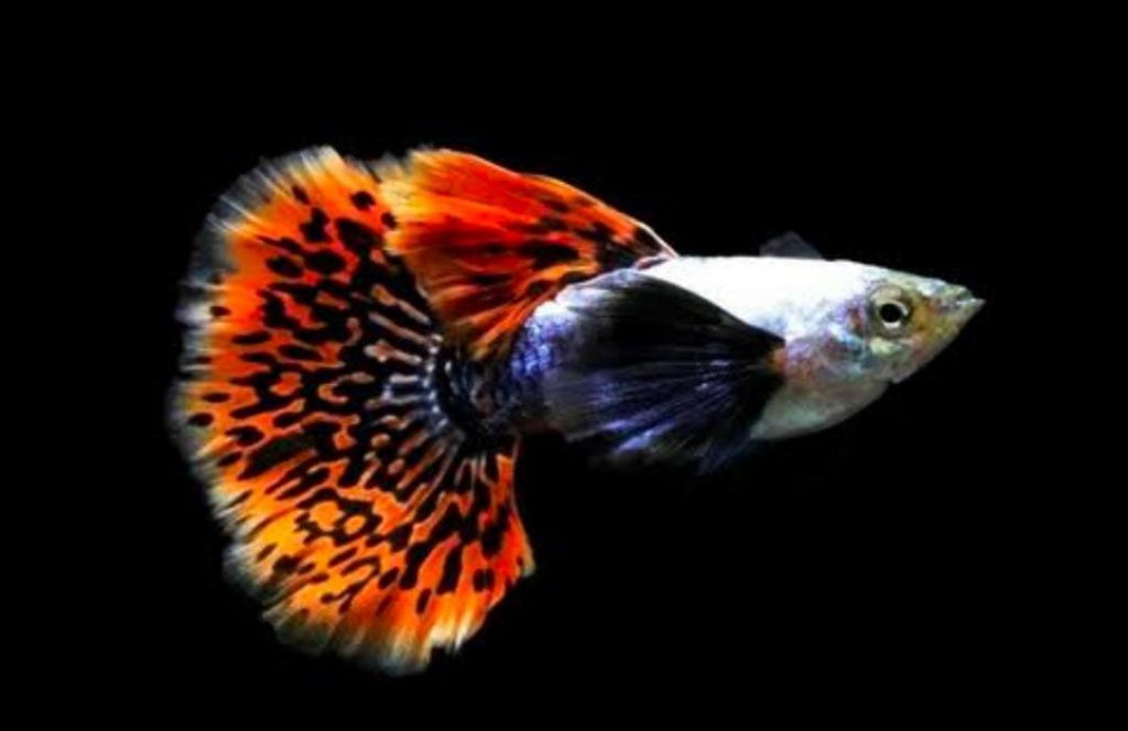 Chili Mosaic Dumbo Big Ear Guppy Pair - Buy Aquarium Plants and ...