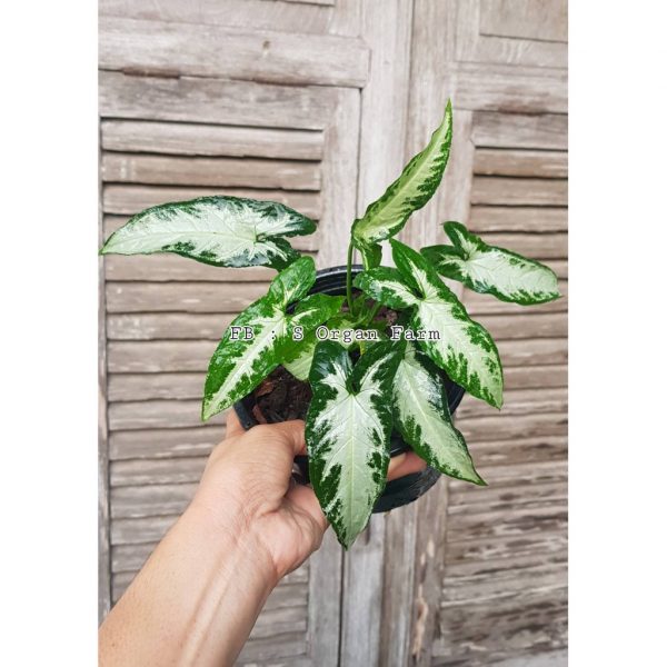 Syngonium silver goose foot ( single plant) - Buy Aquarium Plants and ...