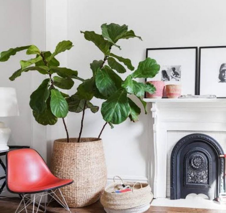 Fiddle leaf fig (small plant) - Buy Aquarium Plants and Aquarium Fishes ...
