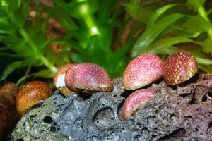 Pink lady snail(5 pcs) - Buy Aquarium Plants and Aquarium Fishes Online