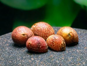 Pink lady snail(5 pcs) - Buy Aquarium Plants and Aquarium Fishes Online