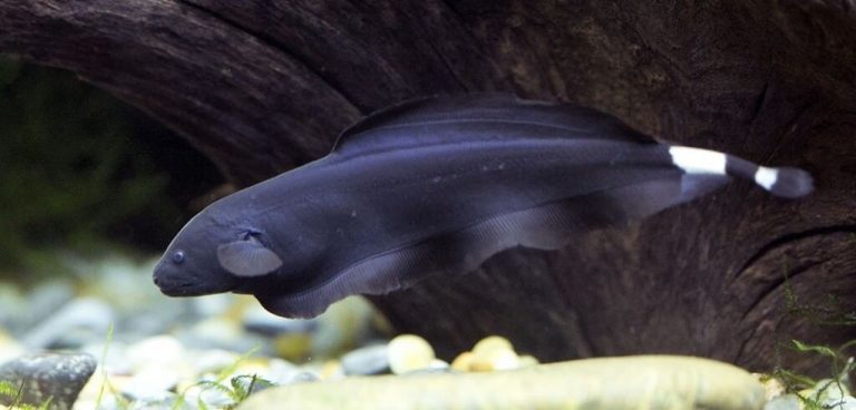 Ghost knife fish (1 fish) - Buy Aquarium Plants and Aquarium Fishes Online