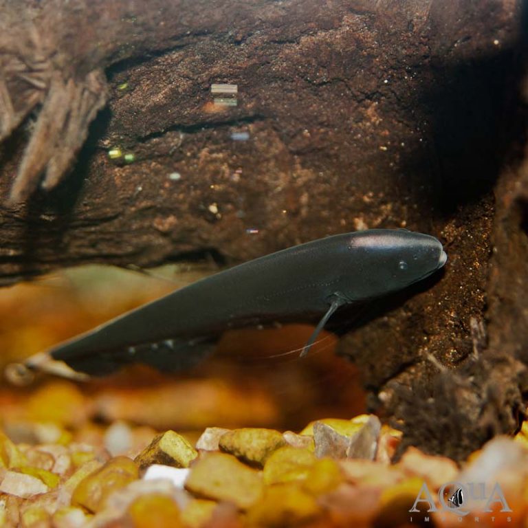 Ghost knife fish (1 fish) - Buy Aquarium Plants and Aquarium Fishes Online