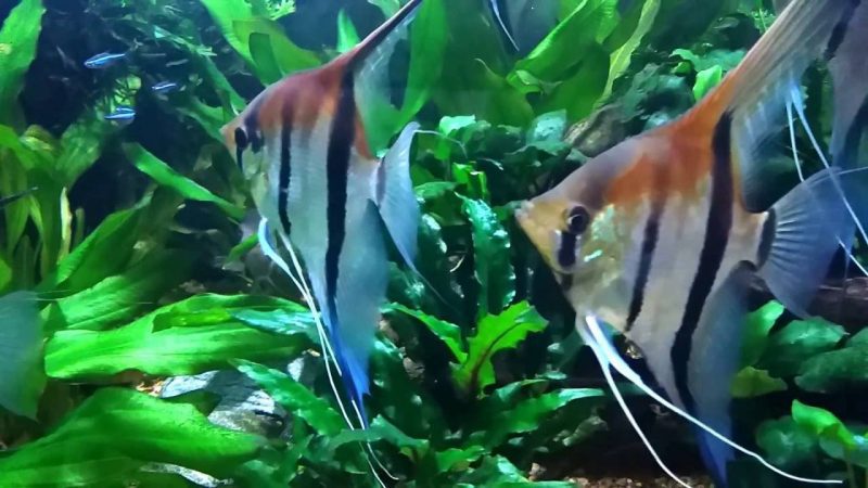 Manacapuru Angel ( 1 large sized fish) - Buy Aquarium Plants and ...