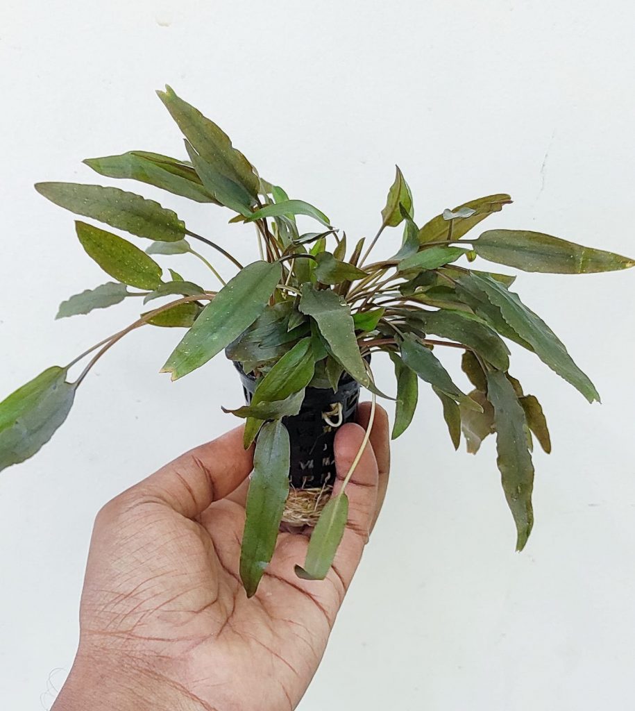 Cryptocoryne axelrodi (Plant Pot) - Buy Aquarium Plants and Aquarium ...