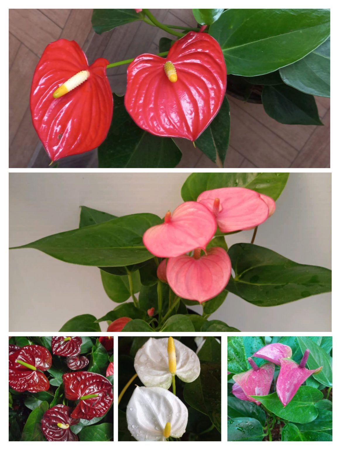 Anthurium combo 1 (5 colours) - Buy Aquarium Plants and Aquarium Fishes ...