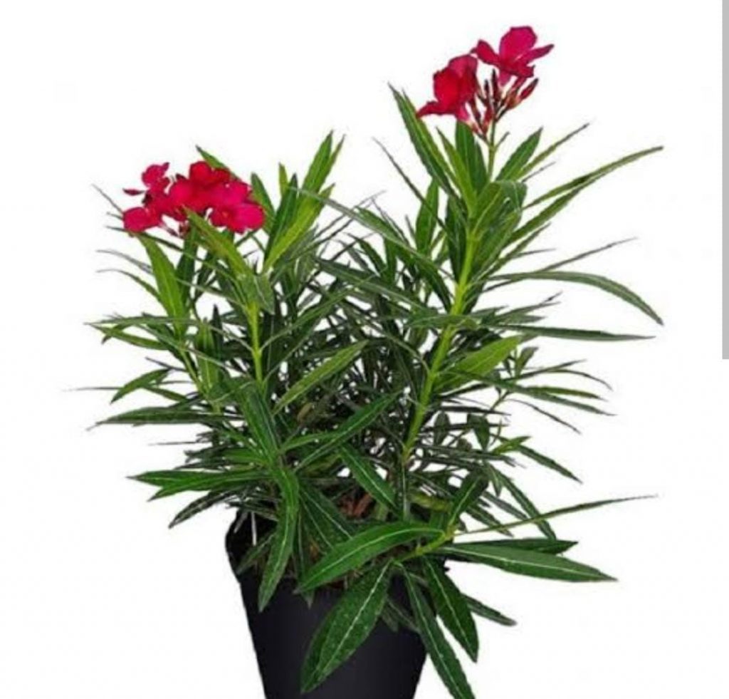 Dwarf Red Arali flower plant/ oleander red dwarf (single plant) - Buy ...
