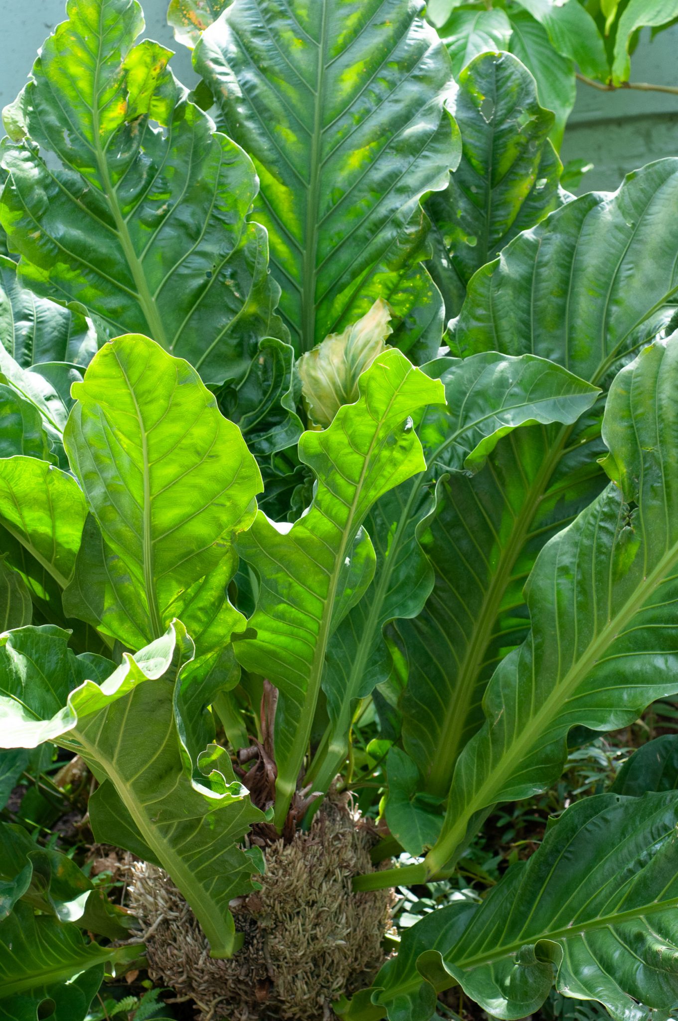 Anthurium Hookeri( large size) - Buy Aquarium Plants and Aquarium ...