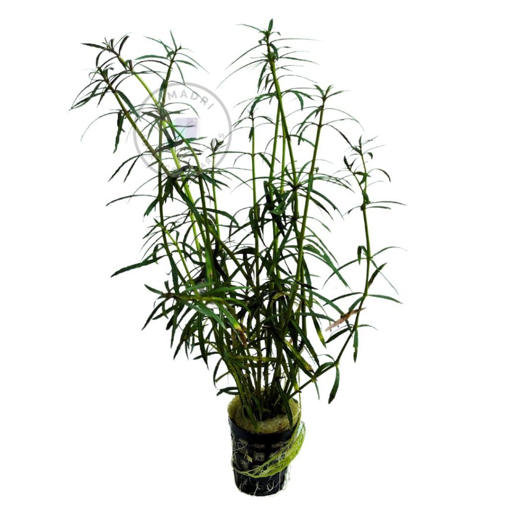 Pogostemon Stellatus Dassen Purple (large pot) - Buy Aquarium Plants ...
