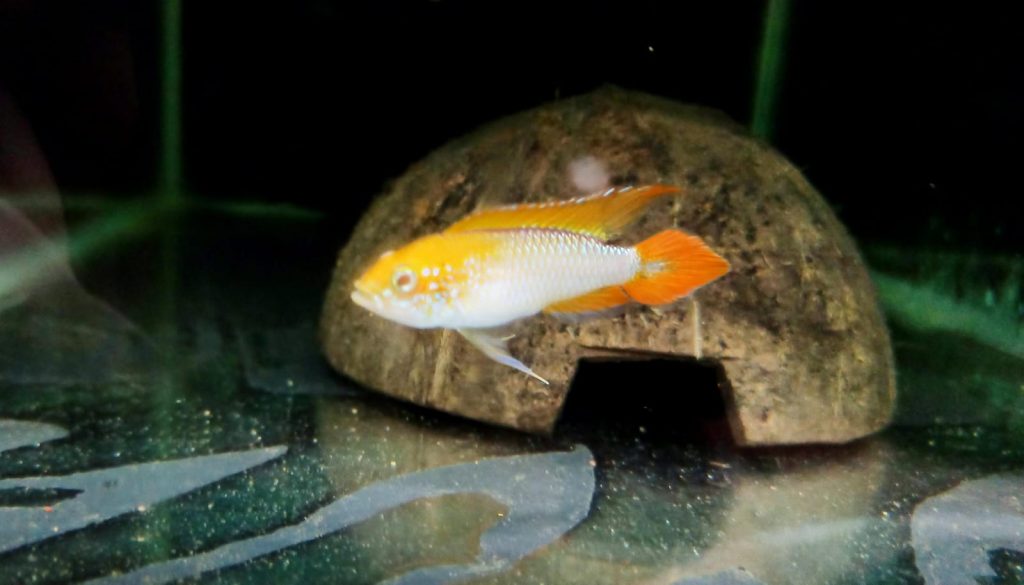 Apistogramma Agazizzi fire gold small sized ( 4 pcs) - Buy Aquarium ...