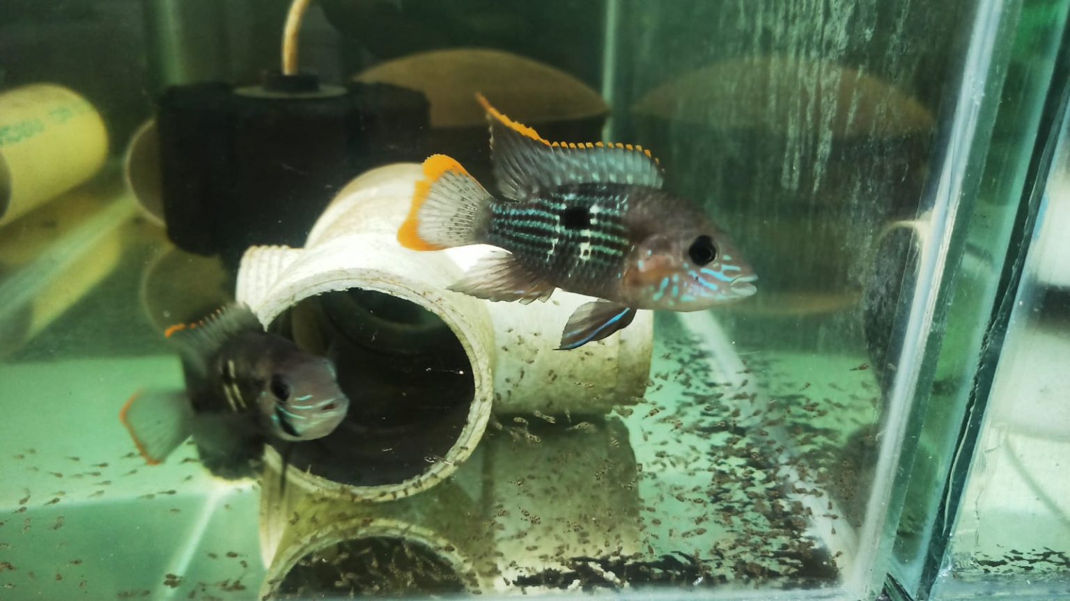 Green terror ( 4 pcs) - Buy Aquarium Plants and Aquarium Fishes Online