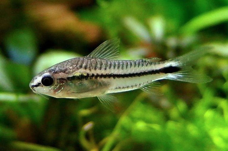 Pygmy corydora ( 6 pcs) - Buy Aquarium Plants and Aquarium Fishes Online
