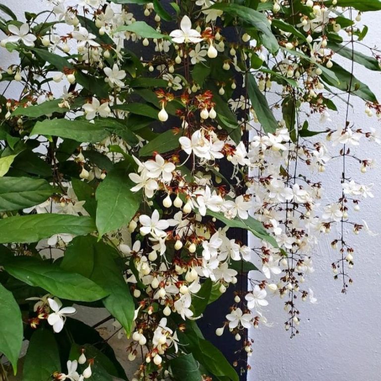 Chains of glory (large plant) - Buy Aquarium Plants and Aquarium Fishes ...