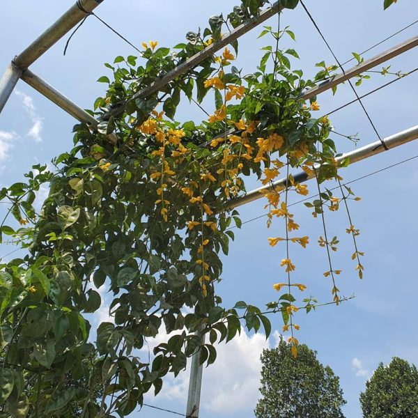 Golden cascade vine (single plant) - Buy Aquarium Plants and Aquarium ...