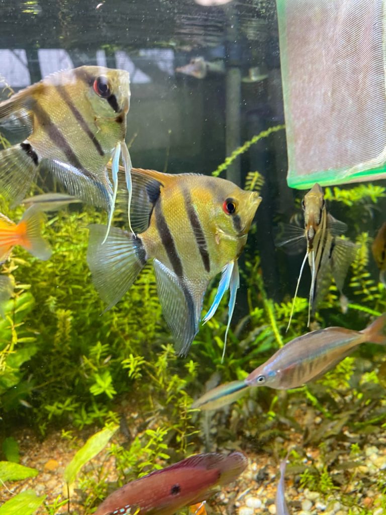 Red back amapa angel fish Breeding pair - Buy Aquarium Plants and ...