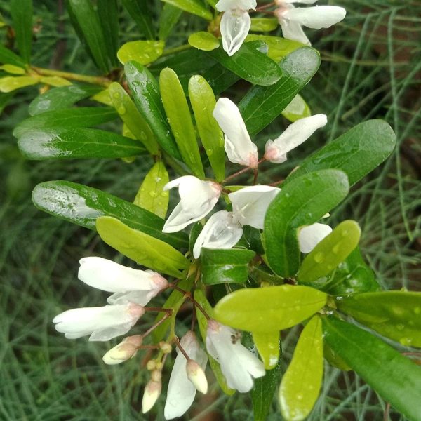 White desmodium ( rare flowering variety) - Buy Aquarium Plants and ...