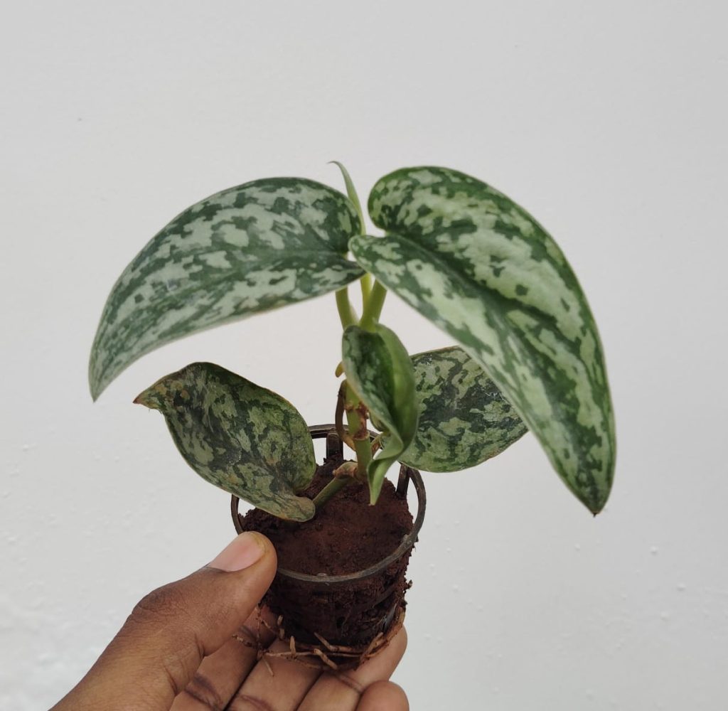 Silver lady varient satin pothos (single plant pot) - Buy Aquarium ...