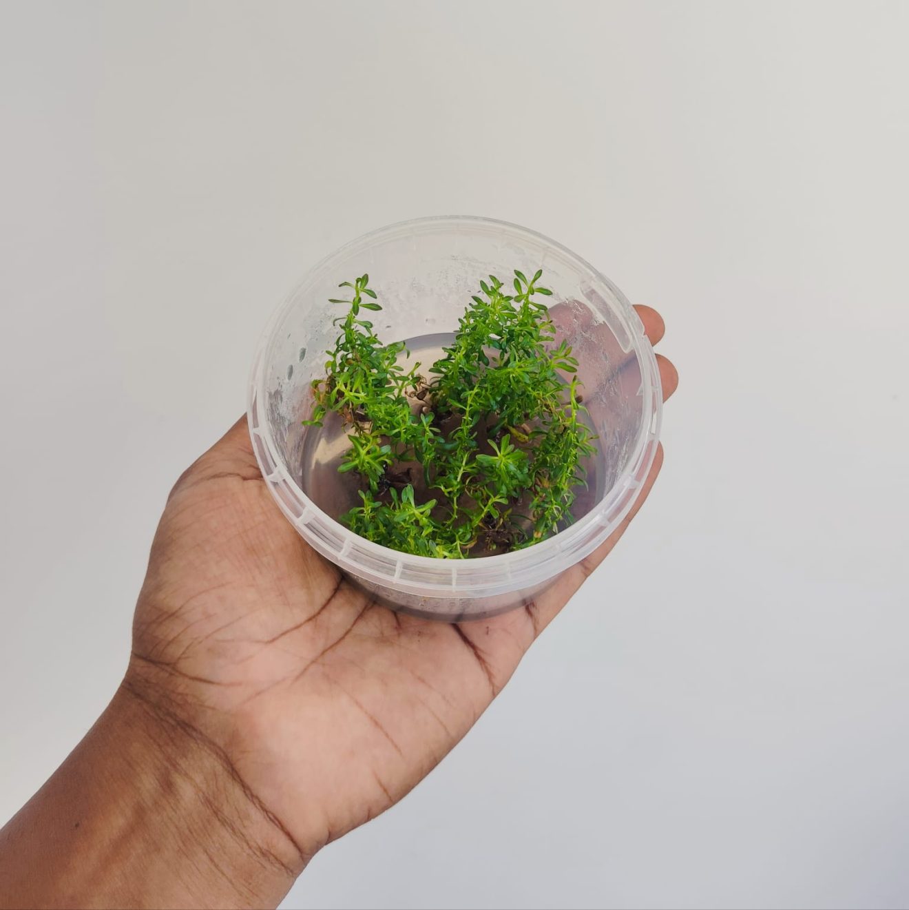 Jumbo sized TC cup- Rotala sunset (Tissue culture cup) - Buy Aquarium ...