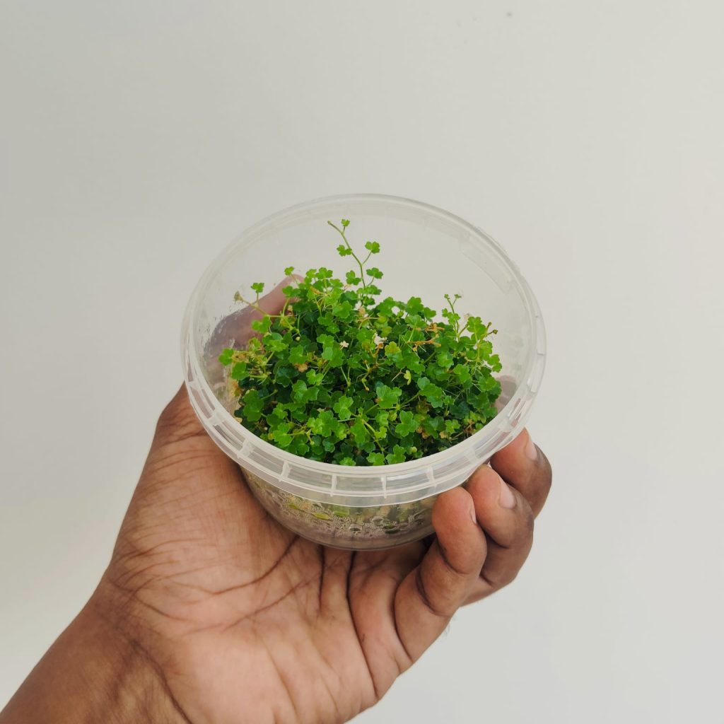 Jumbo sized TC cup- Hydrocotyle tripartita Mini (Tissue culture cup ...