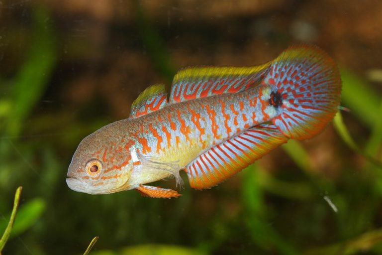 Peacock gudgeon (4 pcs) - Buy Aquarium Plants and Aquarium Fishes Online
