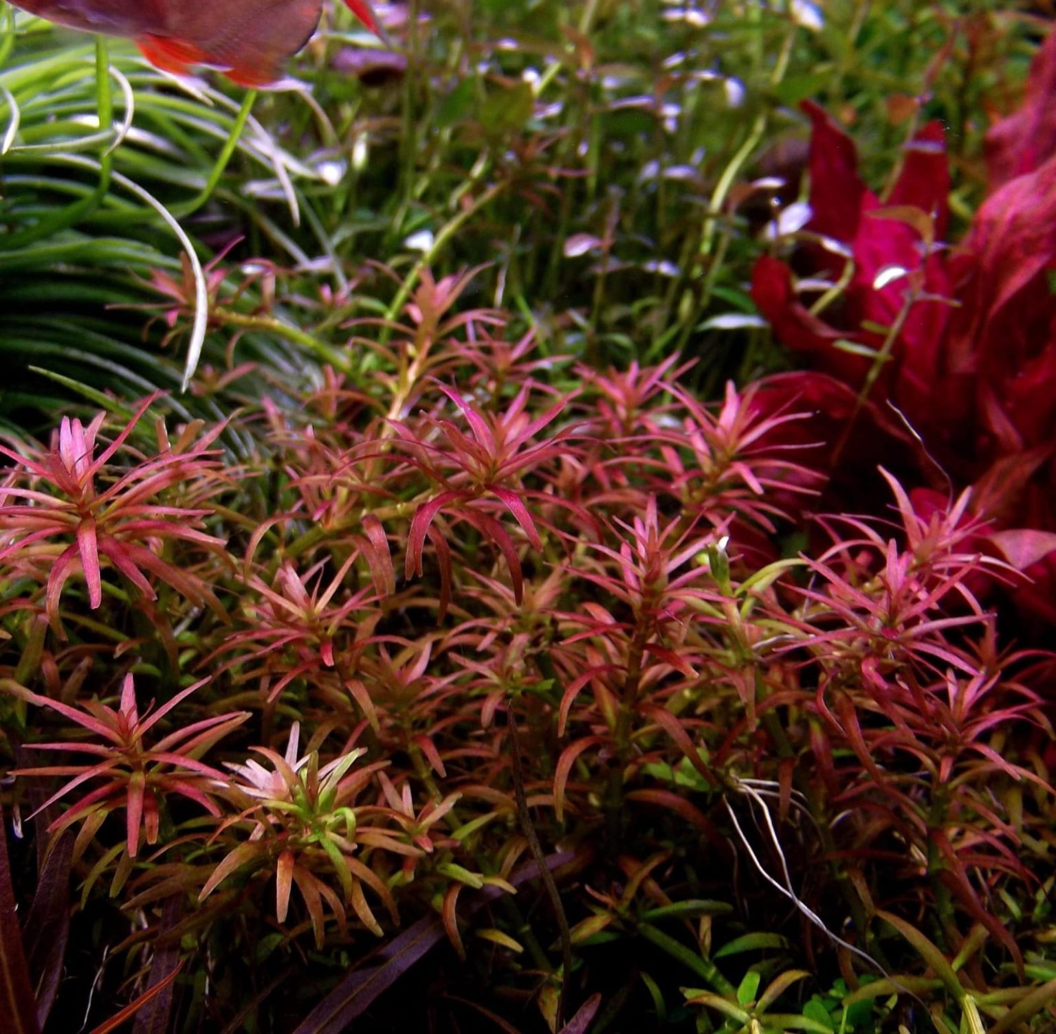 Jumbo sized TC cup- Rotala Goias/ Red carpeting rotala/ Rotala Mexicana ...