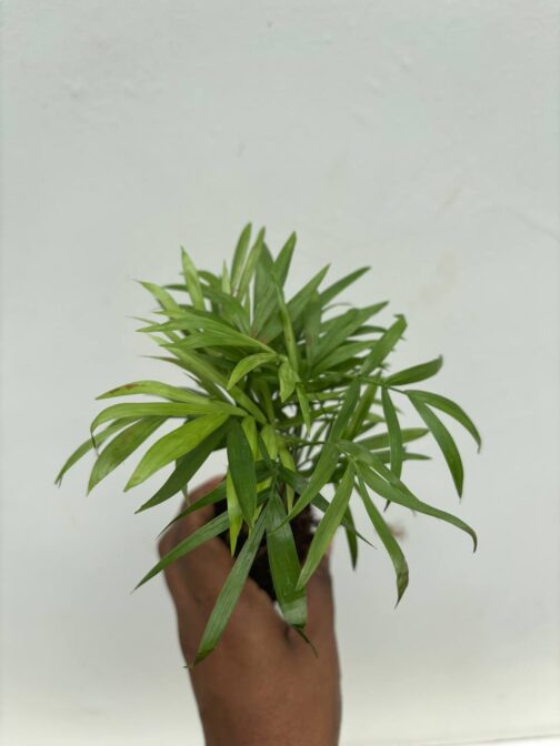 Table palm clump/ Chamaedorea Palm plant - Buy Aquarium Plants and ...