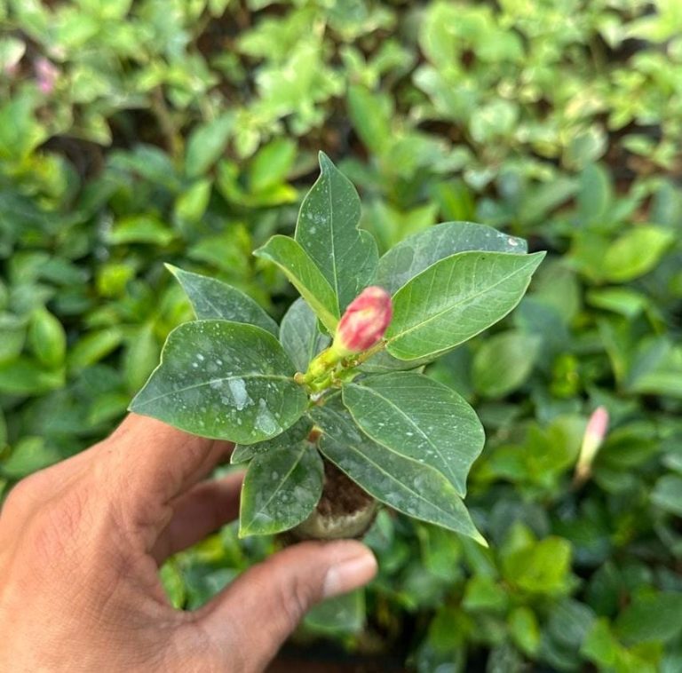 Mandevilla Red (single plant) - Buy Aquarium Plants and Aquarium Fishes ...