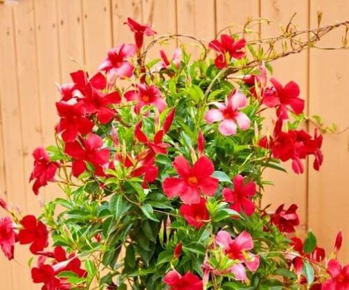 Mandevilla Red (single plant) - Buy Aquarium Plants and Aquarium Fishes ...