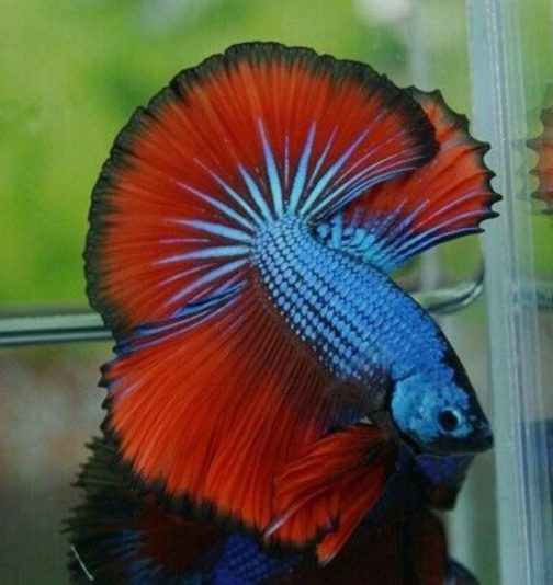 Blue red dragon betta ( pair) - Buy Aquarium Plants and Aquarium Fishes ...