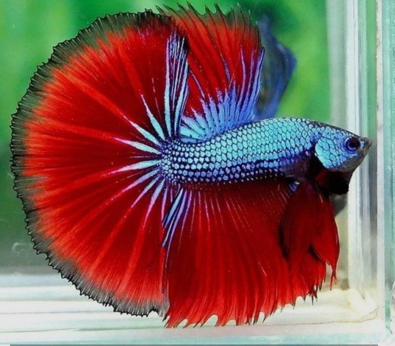 Blue red dragon betta ( pair) - Buy Aquarium Plants and Aquarium Fishes ...