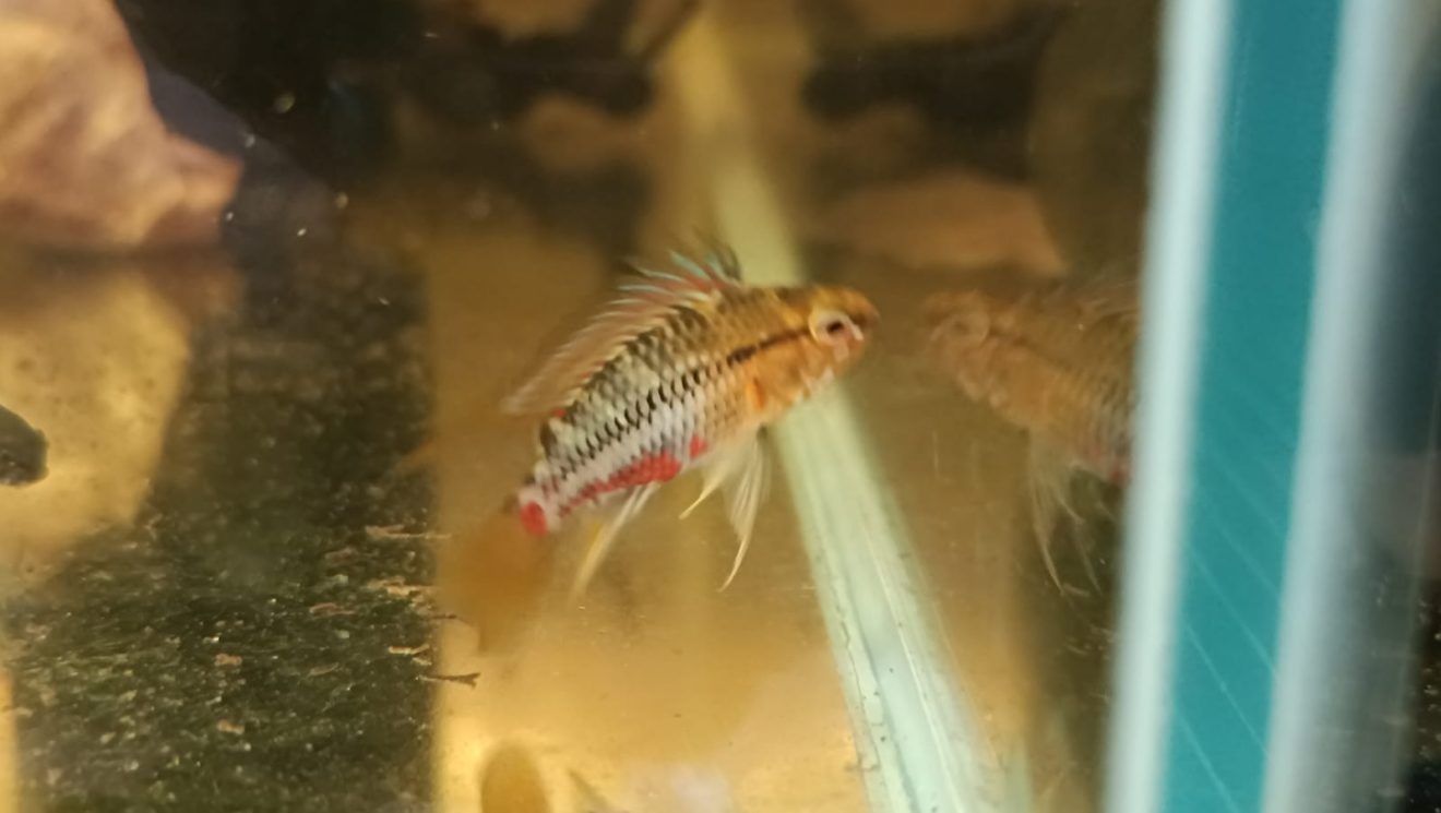 Apistogramma hongsloyi ( 3 pcs) - Buy Aquarium Plants and Aquarium ...