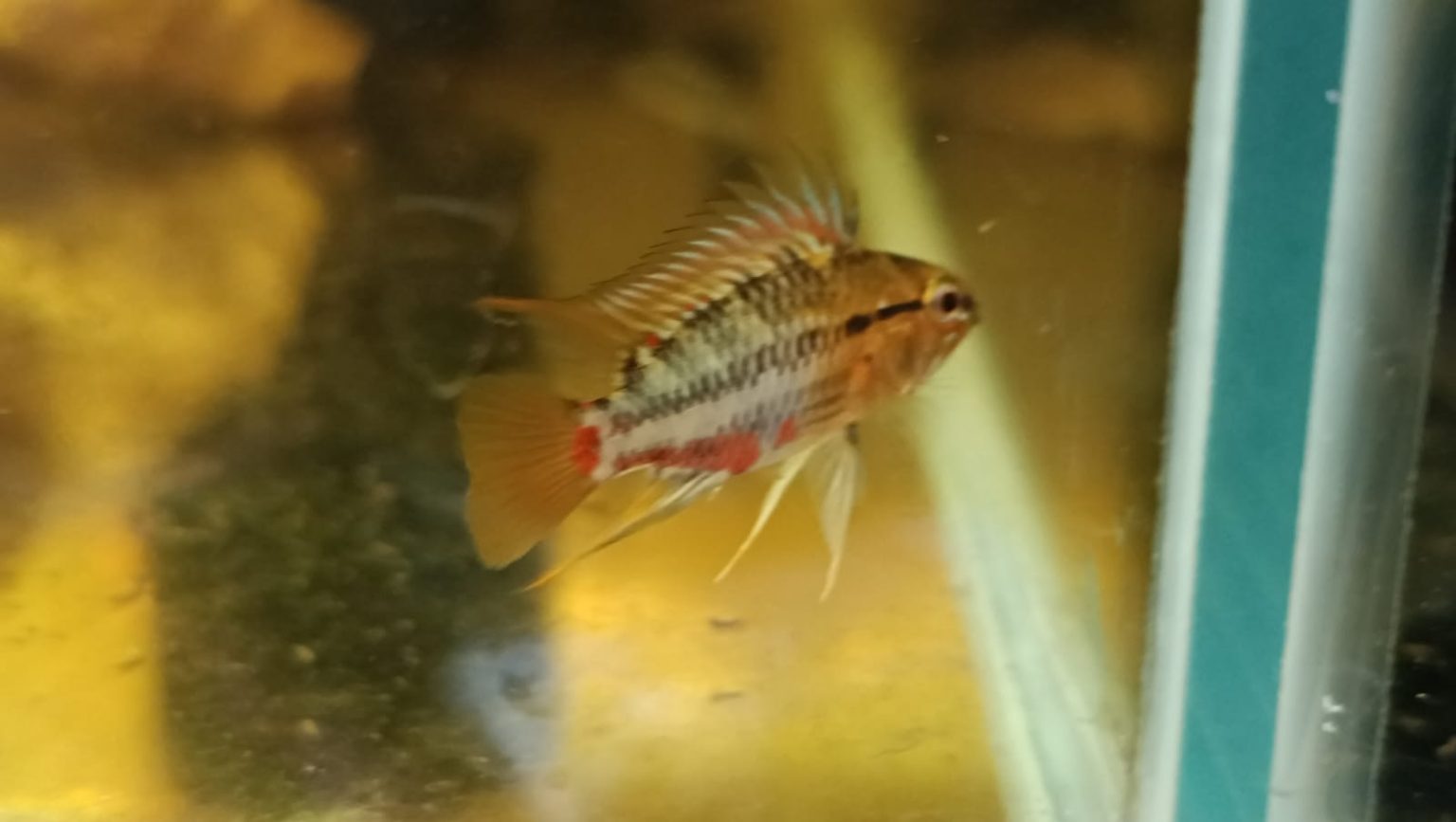 Apistogramma hongsloyi ( 3 pcs) - Buy Aquarium Plants and Aquarium ...
